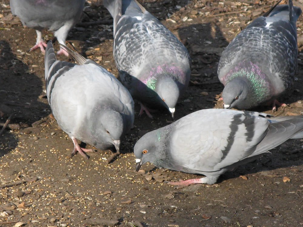 Pigeon Control | West Midlands Pigeon Control | Complete Pest Control